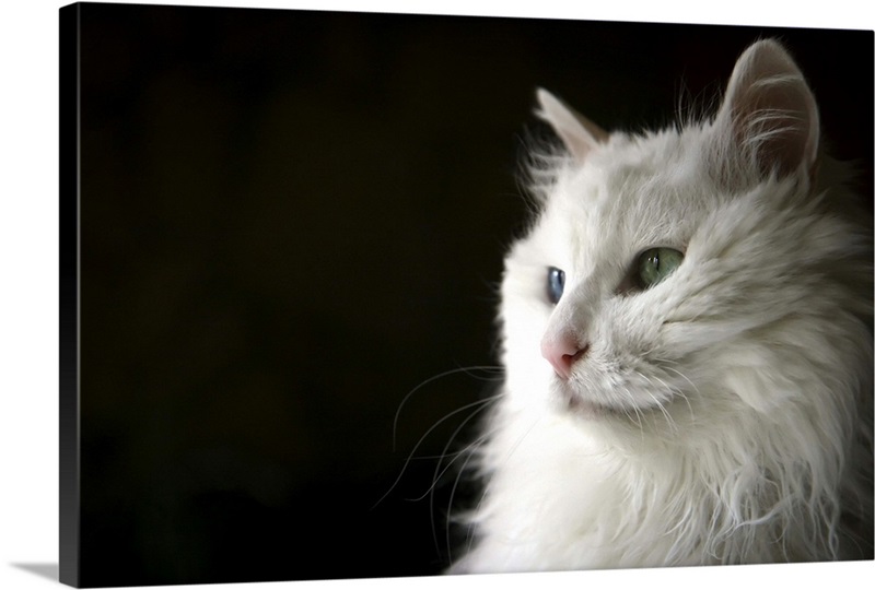 Turkish Angora | Great Big Canvas