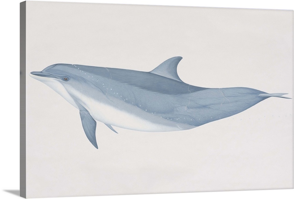 Tursiops truncatus, Bottlenose Dolphin, side view. Wall Art, Canvas ...