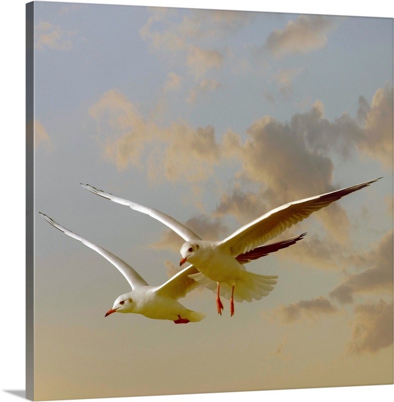 Two gulls flying in evening light against sky. | Great Big Canvas