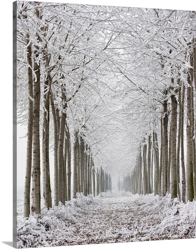 Two rows of frozen trees. | Great Big Canvas