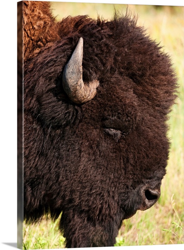USA, South Dakota, American bison (Bison bison) in Custer State Park ...