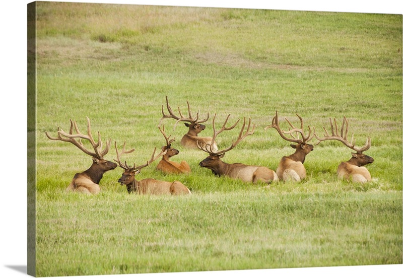USA, Utah, Group of bull Elk (Cervus canadensis) lying in field | Great ...