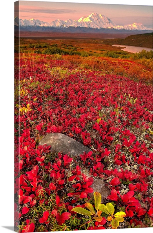 View from Primrose Ridge, Denali National Park, Alaska, USA | Great Big ...