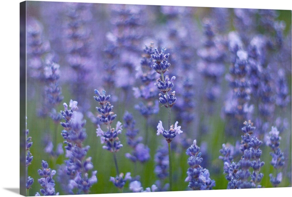View of lavender flowers (Lavandula angustifolia). Wall Art, Canvas ...