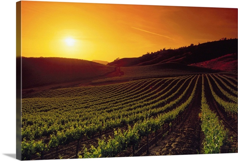 Vineyards At Sunset | Great Big Canvas