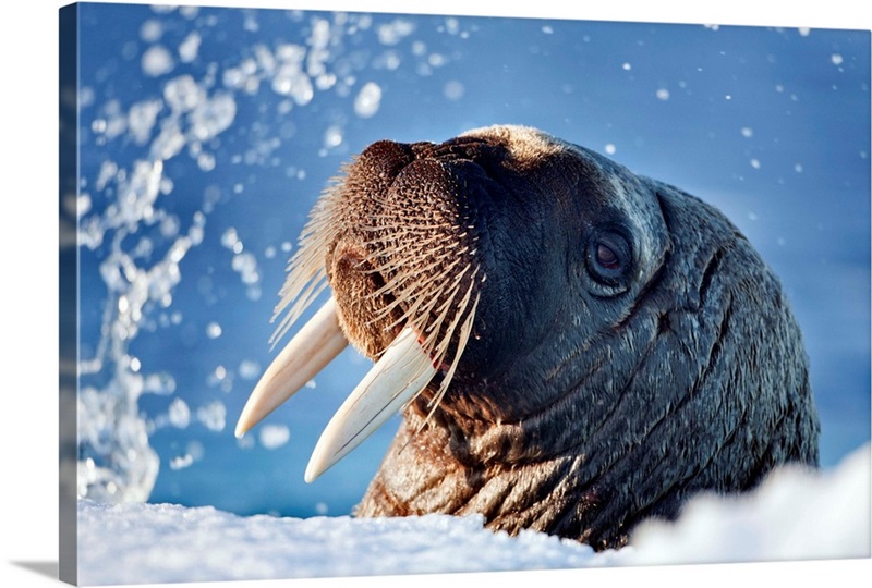 Walrus, Svalbard, Norway | Great Big Canvas