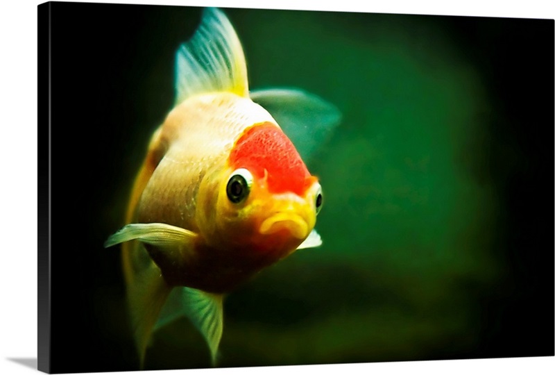 Wanda the goldfish swims happily in her tank. Say a wish and she'll ...