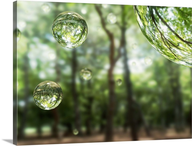 Water drops in the forest | Great Big Canvas