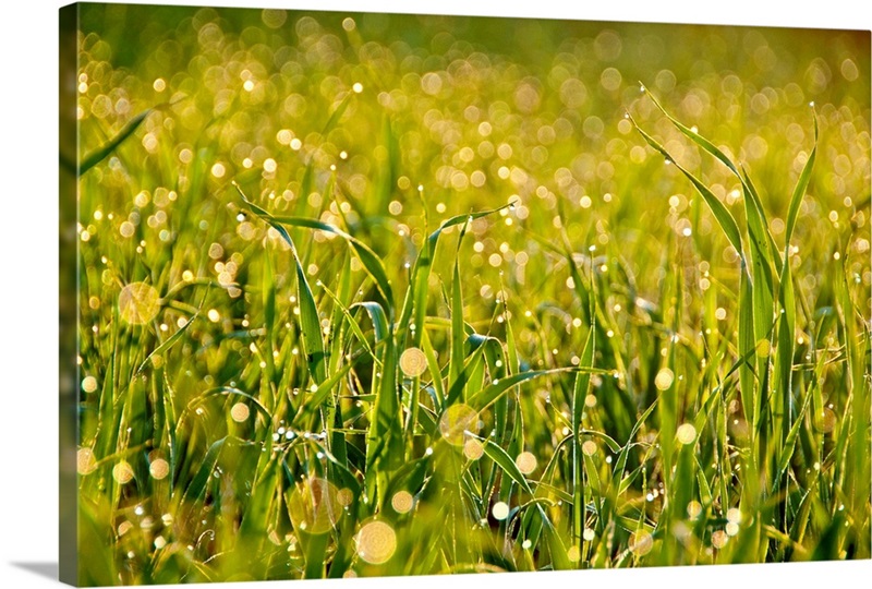 Waterdrops on grass at sunlight. | Great Big Canvas