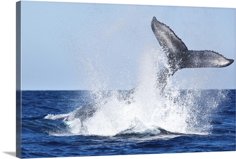 Whale tail splashing in the ocean | Great Big Canvas
