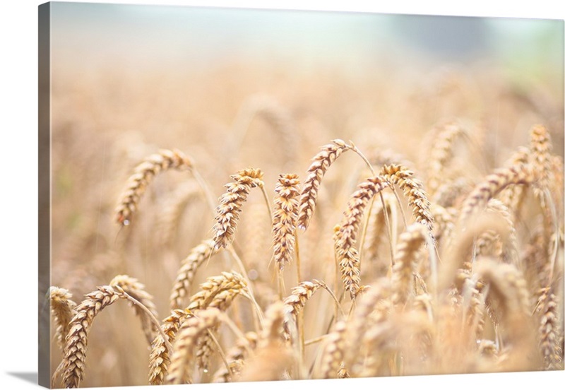 Wheat Wall Art, Canvas Prints, Framed Prints, Wall Peels | Great Big Canvas