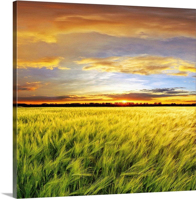 Wheat field with sunset, Spain | Great Big Canvas