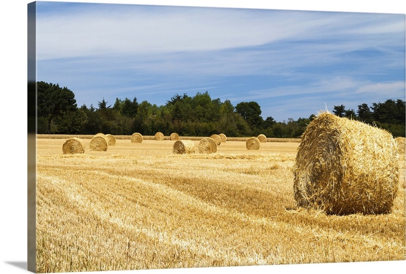 Wheat-straw field in Brittany | Great Big Canvas