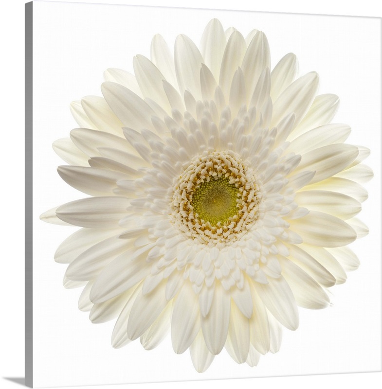 White gerbera daisy isolated on white. | Great Big Canvas