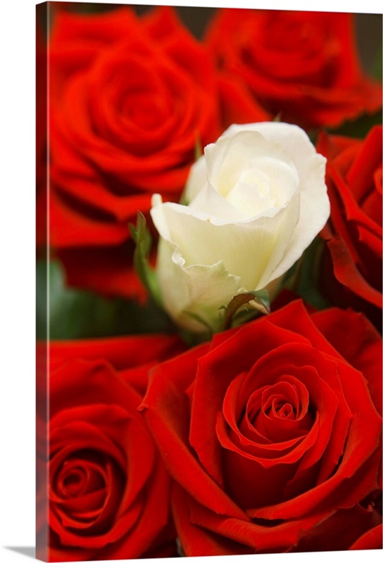White Rose Between Red Roses | Great Big Canvas