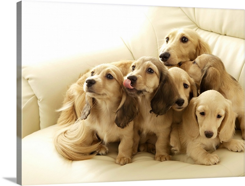 Wiener dogs | Great Big Canvas