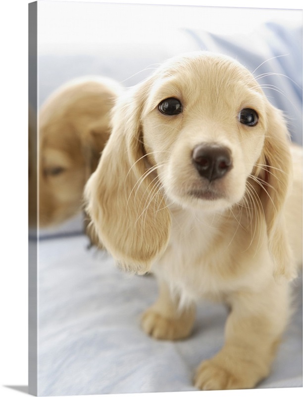 Wiener puppies | Great Big Canvas