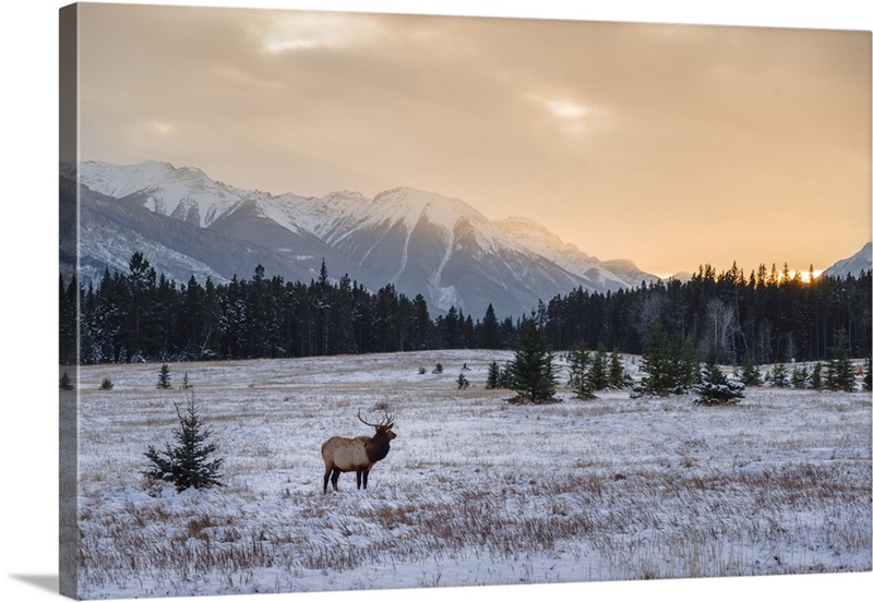 Wild Elk In Banff National Park | Great Big Canvas