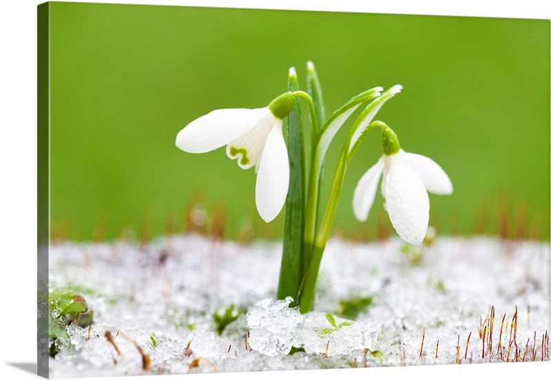 Winter Snowdrops | Great Big Canvas