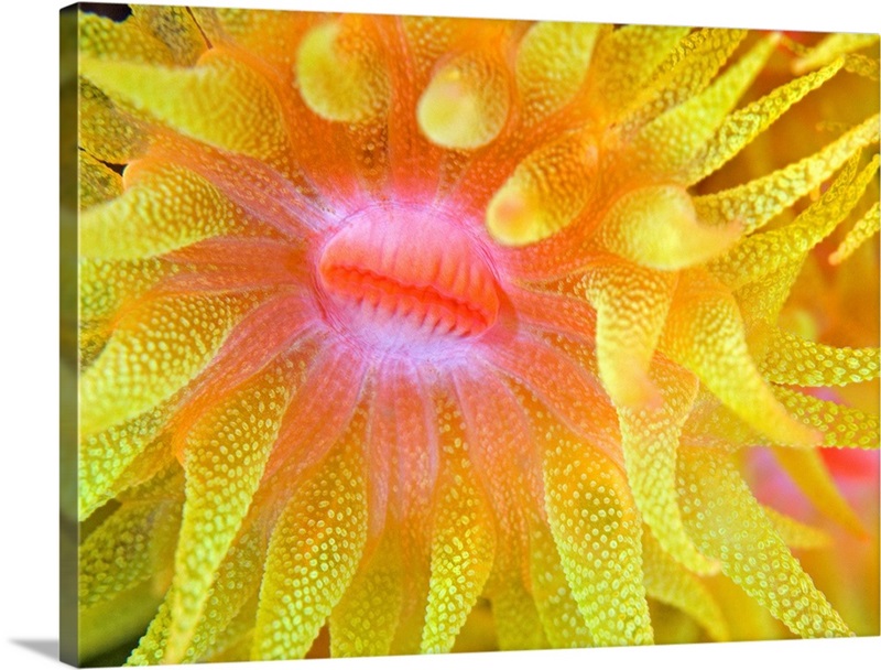Yellow Cup Coral (Tubastraea sp.) | Great Big Canvas