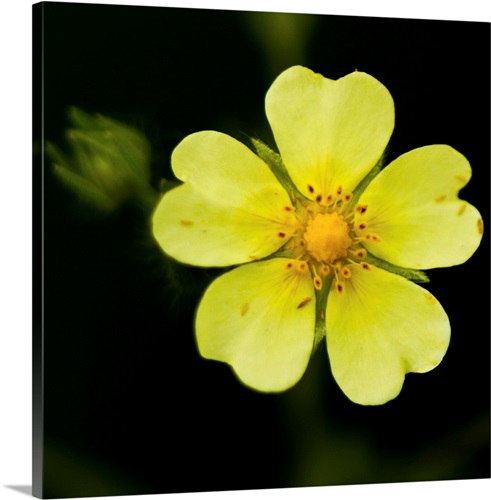 Yellow flower with five heart shaped petals, against dark background ...