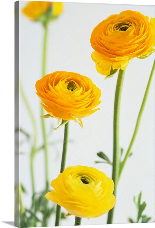 Yellow Ranunculus | Great Big Canvas