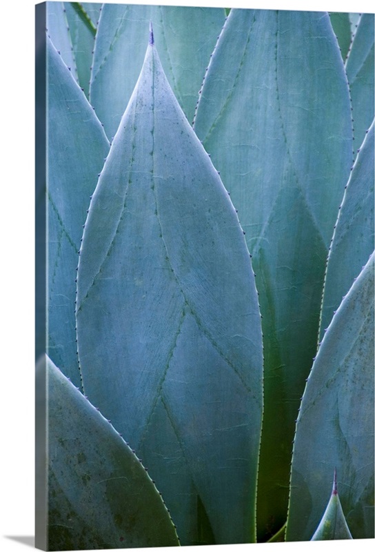 Agave V | Great Big Canvas