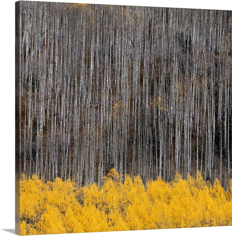 Aspen Trees IV | Great Big Canvas
