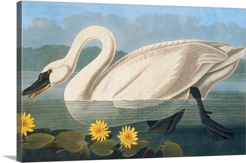 Birds of North America I (JJ Audubon) | Great Big Canvas