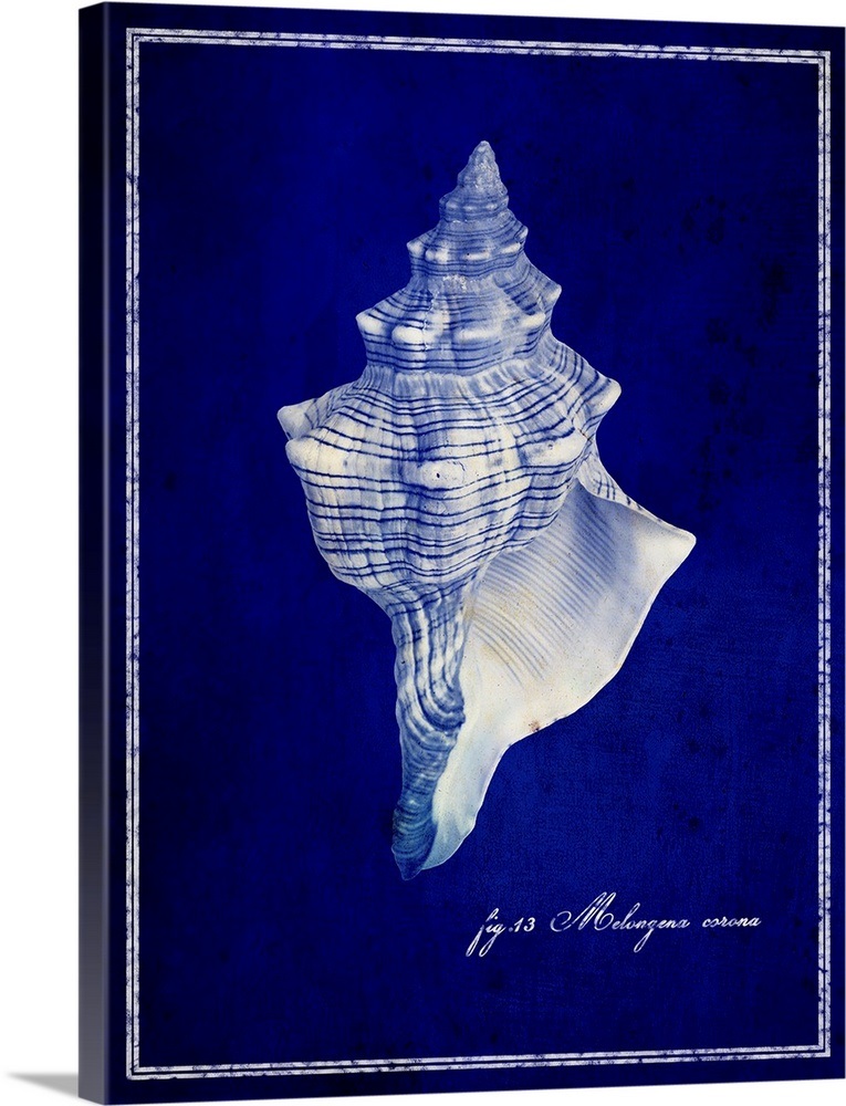 Conch Shell Wall Art, Canvas Prints, Framed Prints, Wall Peels | Great ...
