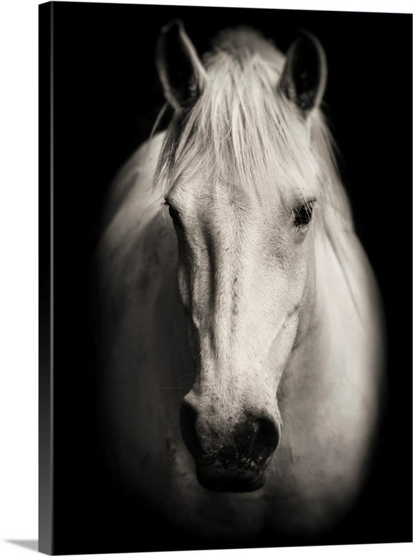 Equus 1 | Great Big Canvas