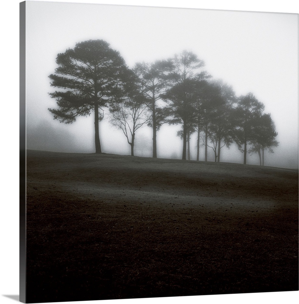 Fog Tree Study 2 Wall Art, Canvas Prints, Framed Prints, Wall Peels ...