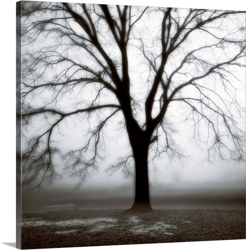 Fog Tree Study 3 | Great Big Canvas