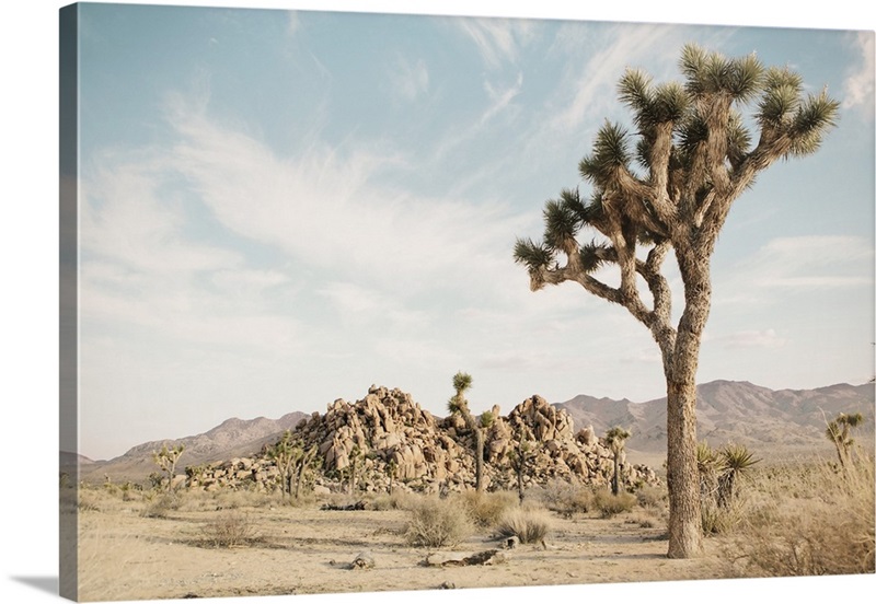Joshua Tree 3 | Great Big Canvas
