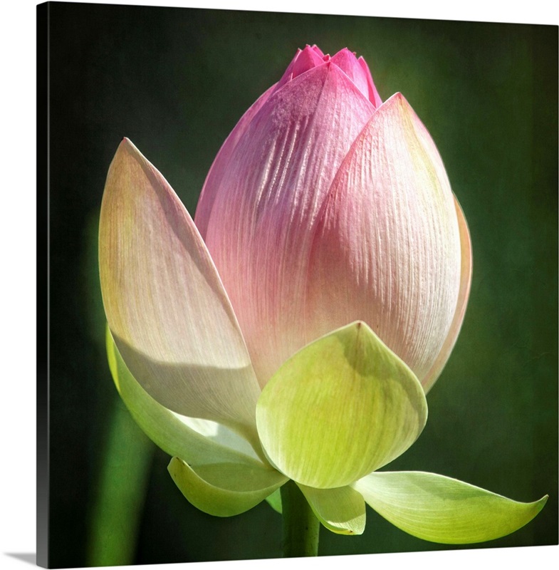 Lotus Lily IV | Great Big Canvas