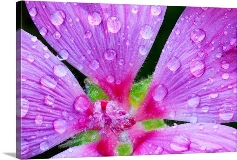 Mallow After Rain | Great Big Canvas