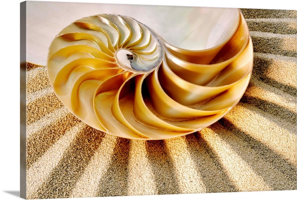 Nautilus Sea Shell Wall Art, Canvas Prints, Framed Prints, Wall Peels ...
