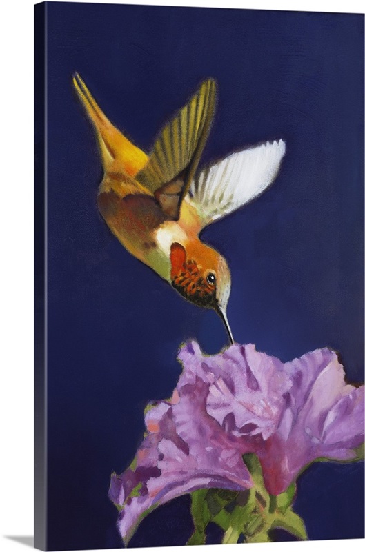 Rufous Hummingbird | Great Big Canvas