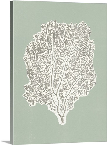 Sea Fan I | Great Big Canvas