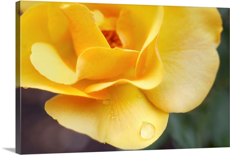 St. Christopher Rose | Great Big Canvas