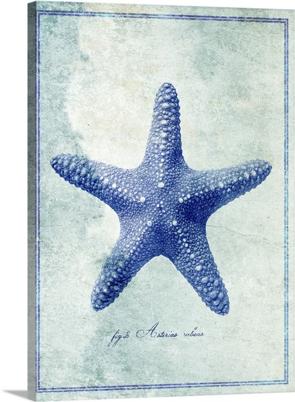 Starfish II | Great Big Canvas