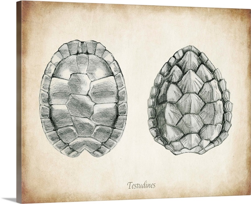Testudines Shells | Great Big Canvas
