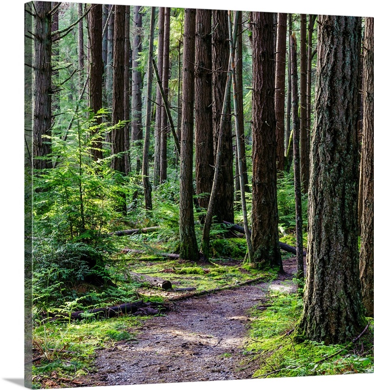 Woodland Path | Great Big Canvas