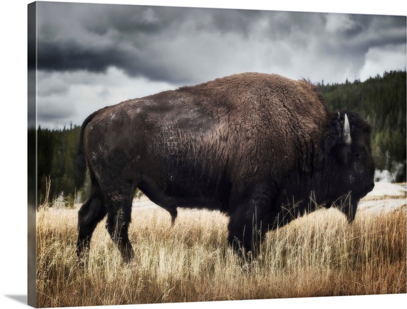 Yellowstone Bison | Great Big Canvas