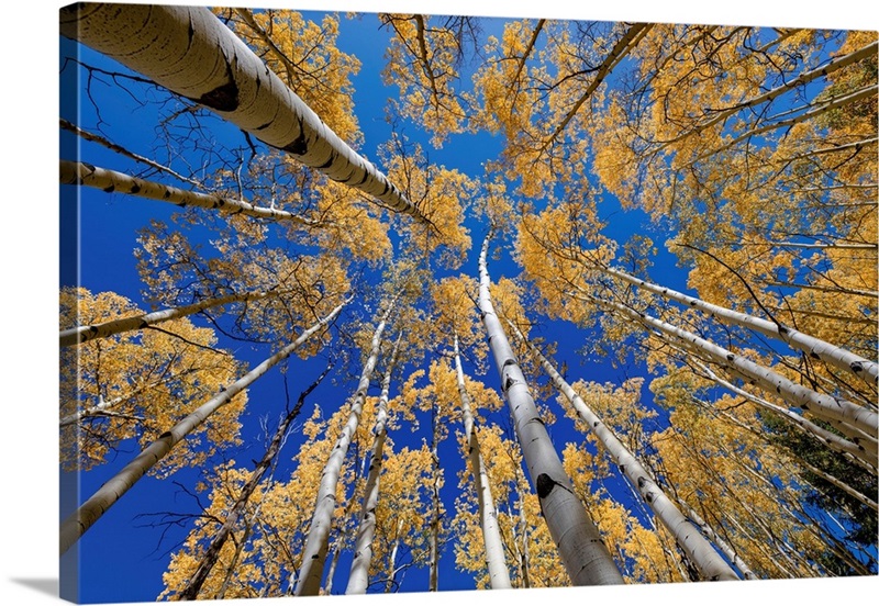 Autumn Reach | Great Big Canvas