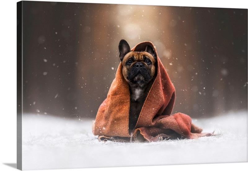 Cozy Pup | Great Big Canvas