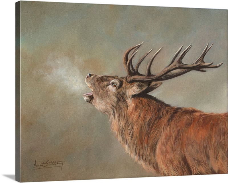 Red Deer Stag | Great Big Canvas