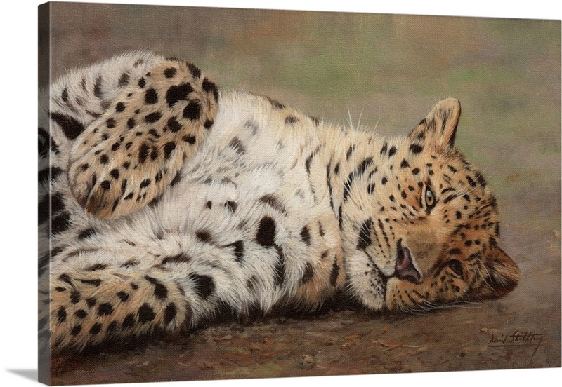 Resting Leopard | Great Big Canvas