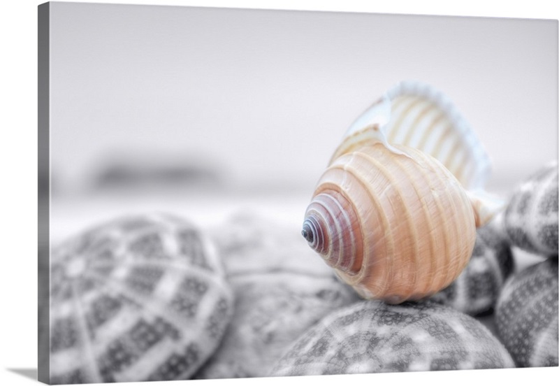 Crescent Beach Shells 15 | Great Big Canvas