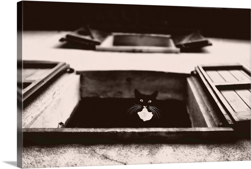 Dali the Cat | Great Big Canvas